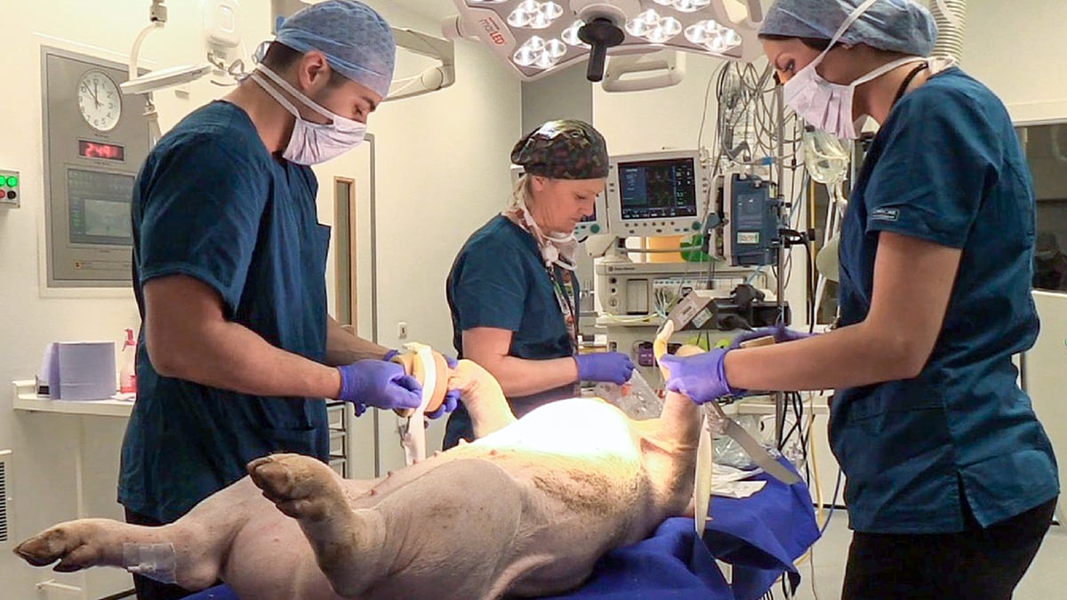 The scientists who brought the dead pig back to life.