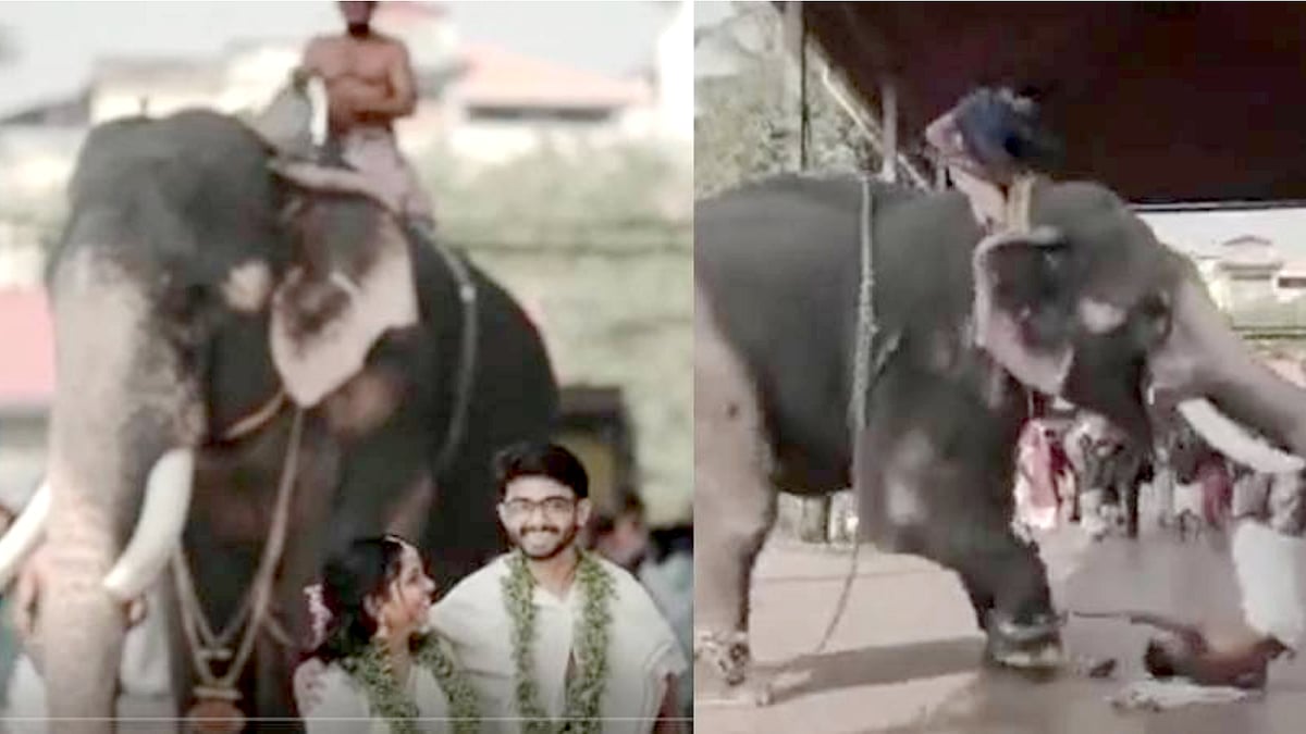 Visuals of elephant running amok in Guruvayur captured during wedding ...