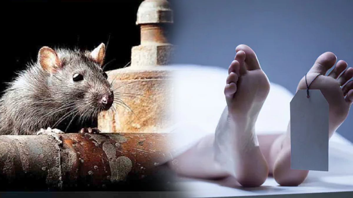 2 Bodies Missing An Eye Each In Madhya Pradesh Hospital, Rats Are Suspects