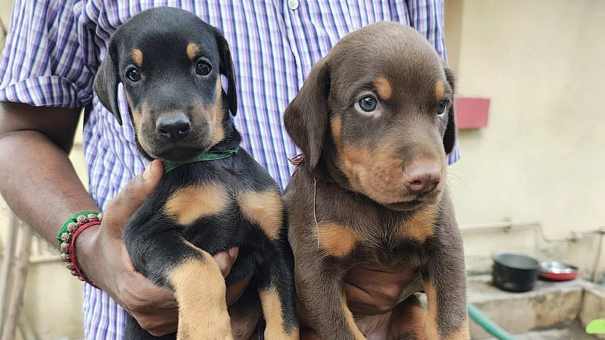 The Tamil Nadu government has issued a special state policy for dog ...