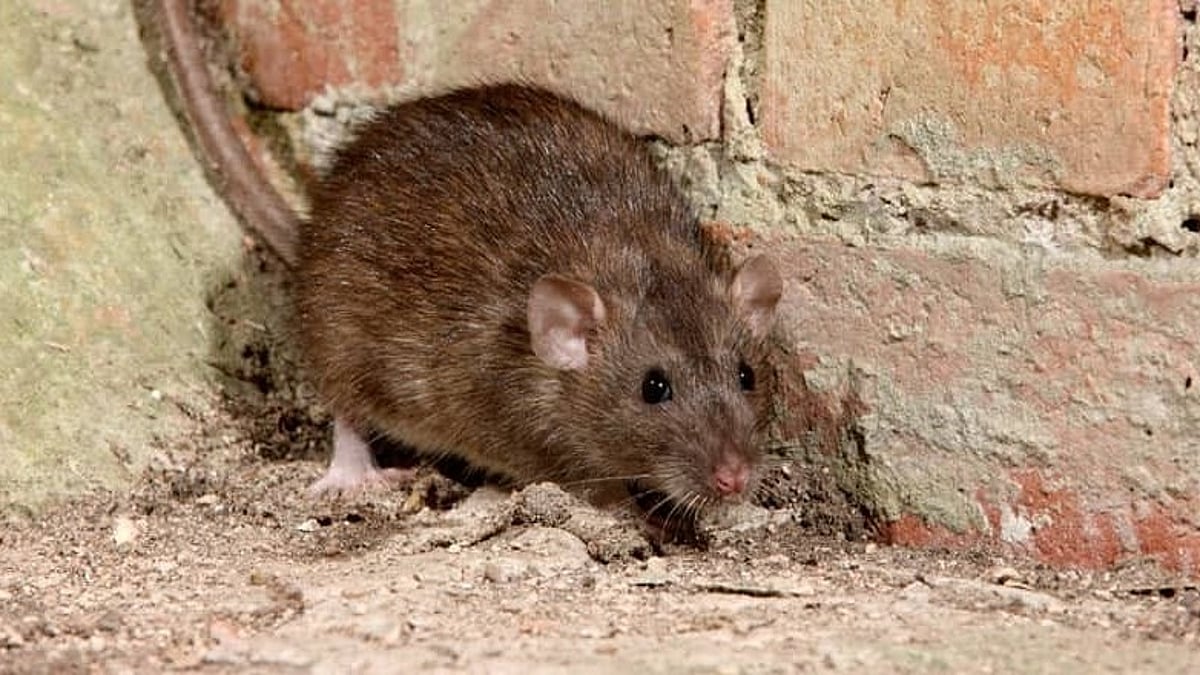 children who have died from rat poison... the tragedy that shook ...