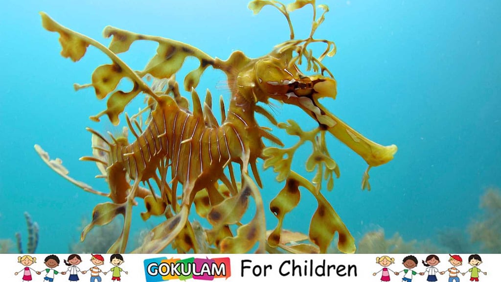 Leafy Sea Dragon: The Ocean’s Underwater Dragon!