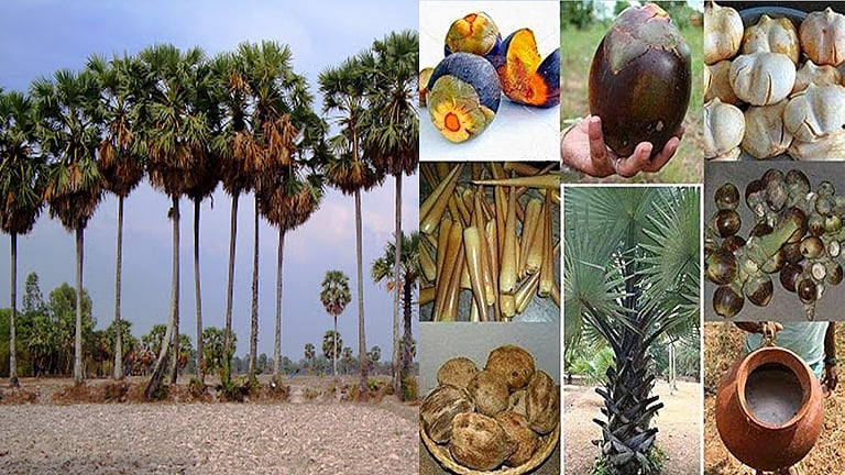 பூலோகத்தின் கற்பகத்தரு பனைக்கு துணை நிற்போம்!