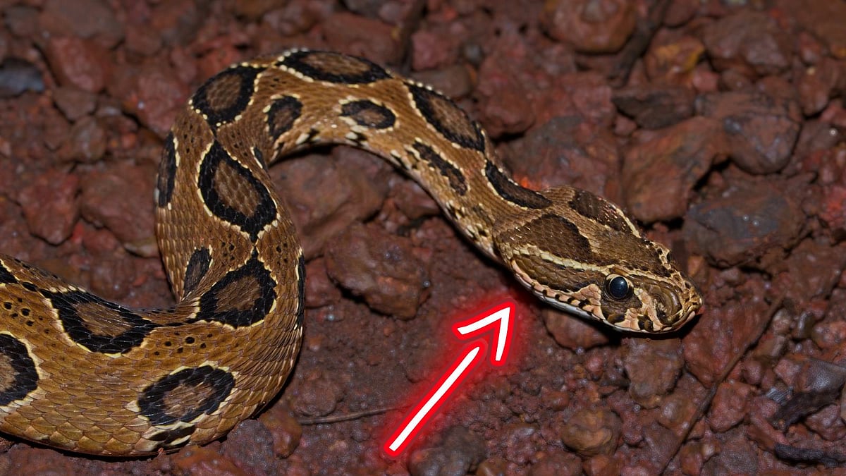 Russells viper: இந்தியாவில் அதிகமா கடிக்கும் பாம்பு இதுதான்!