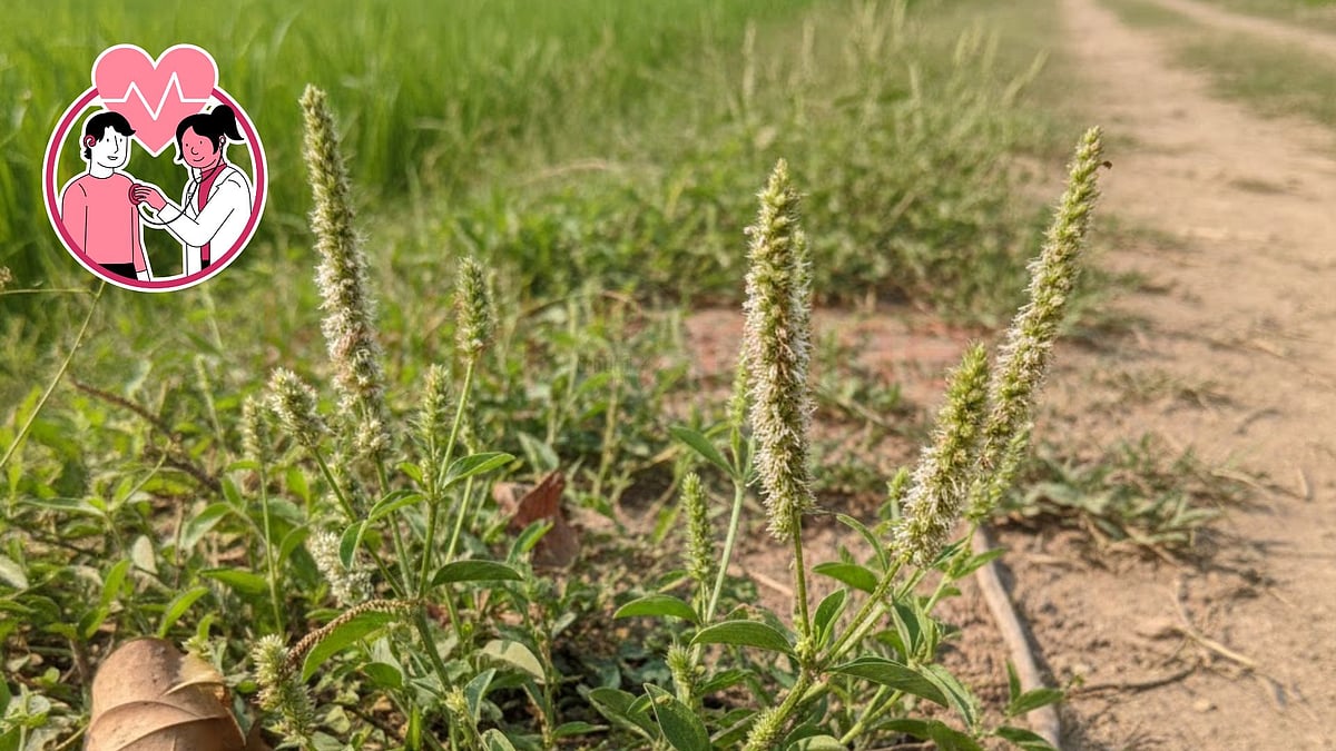 Nayuruvi leaf மழைக்கால சிக்கல்களை தவிர்க்க உதவும் நாயுருவி!