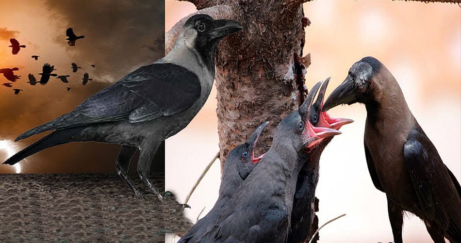 காக்கா சாஸ்திரம்!