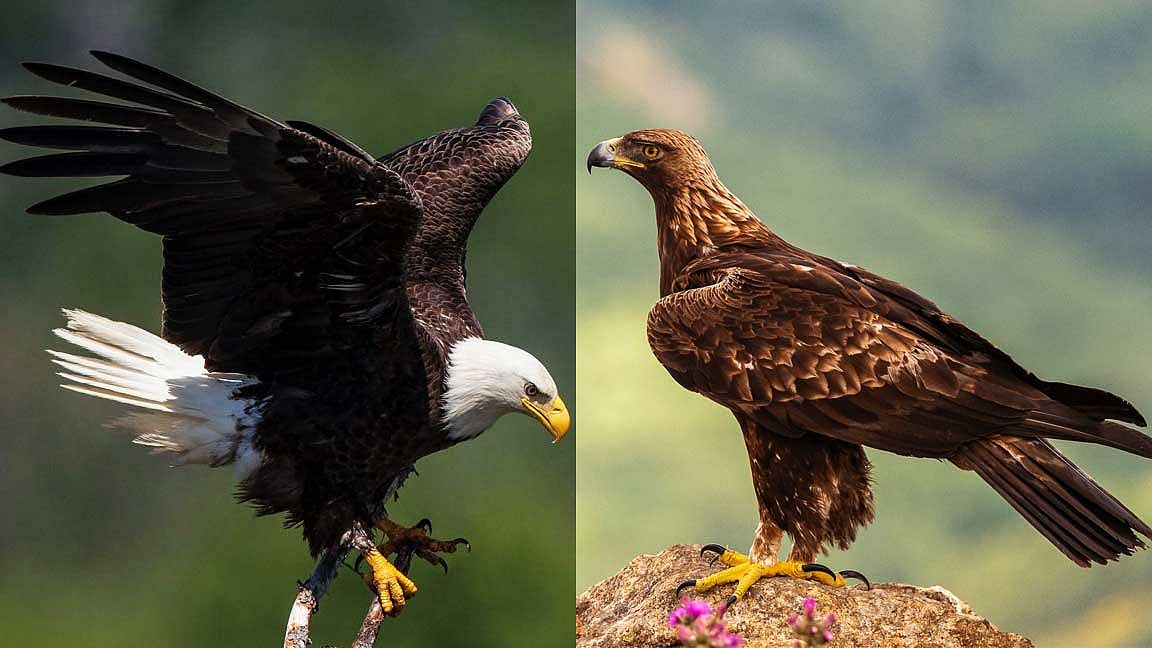 கழுகுகளின் உயிருக்கு எமனாகும் நச்சு ரசாயன மருந்துகள்! அரசு நடவடிக்கை என்ன?