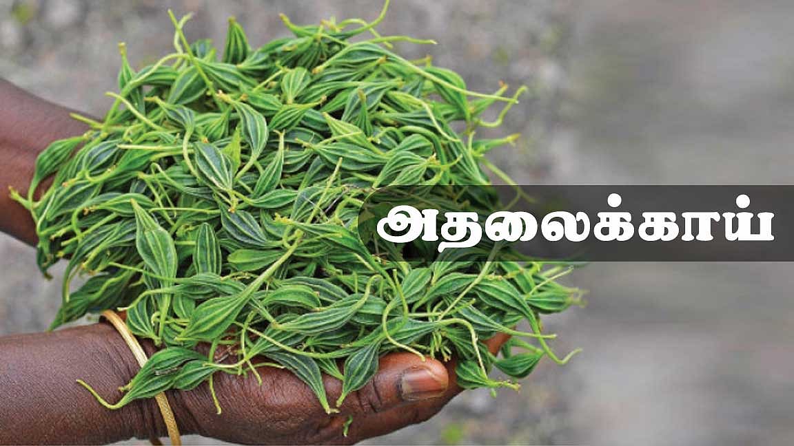 அதலைக் காயா? அப்படின்னா என்ன? வாங்க தெரிஞ்சுக்கலாம்!