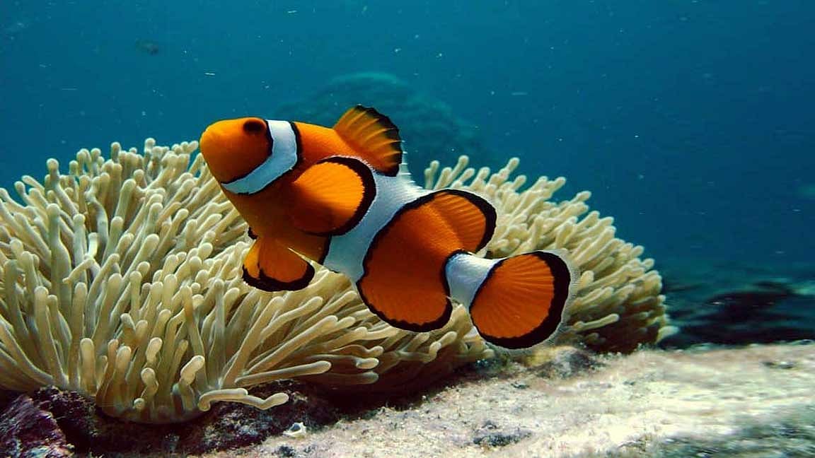 DEEP SEA FISH AND TROPICAL FISH