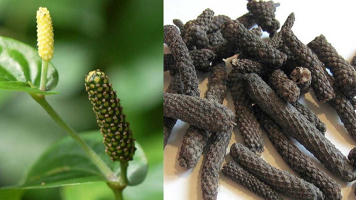 வரலாற்றில் திப்பிலி குறித்த சில சுவாரஸ்யங்களும் அதன் மருத்துவப் பலன்களும்!