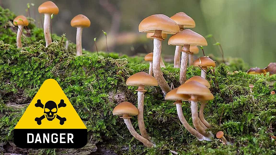 அஸ்ஸாமில் விஷக்காளான் சாப்பிட்டு 3 பேர் பலி!