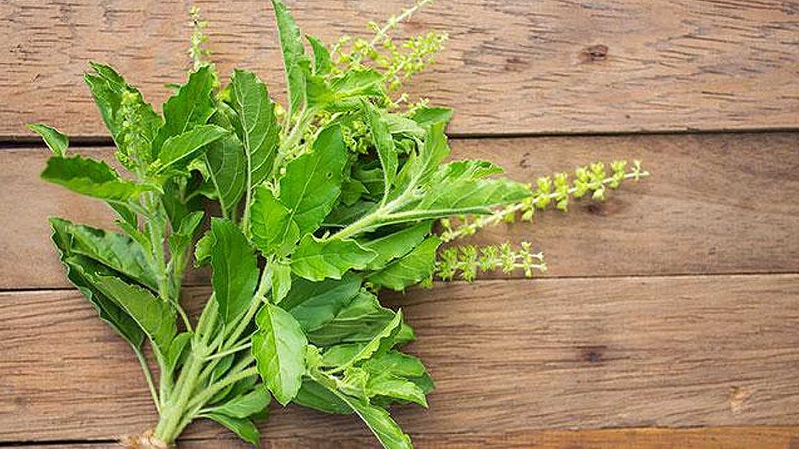 பல நோய்களுக்கு மருந்தாகும் துளசி!