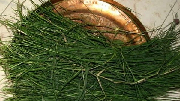 benefits of razor grass!