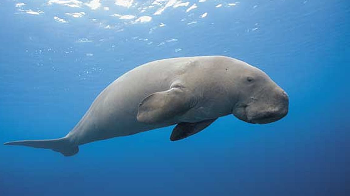 மீனவர்களின் வலையில் சிக்கிய அரிய வகை கடல் பசு!