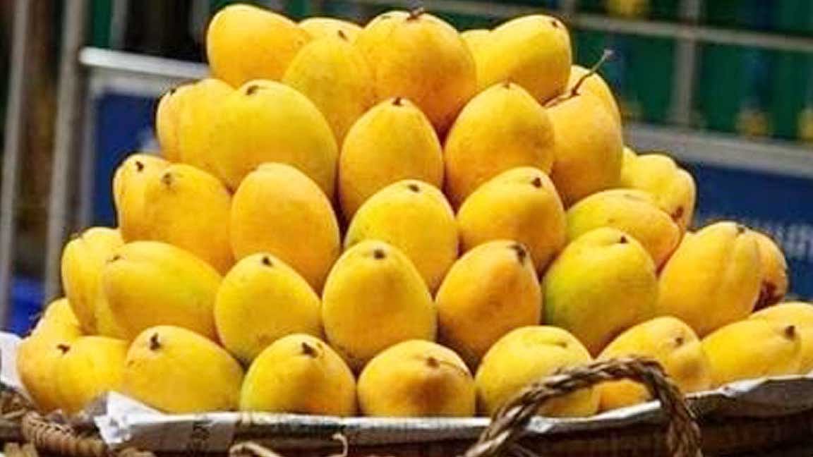 மாம்பழமாம் மாம்பழம் மல்கோவா மாம்பழம்!