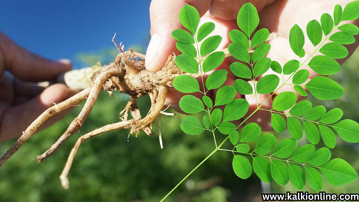 Moringa root is full of medicinal properties.