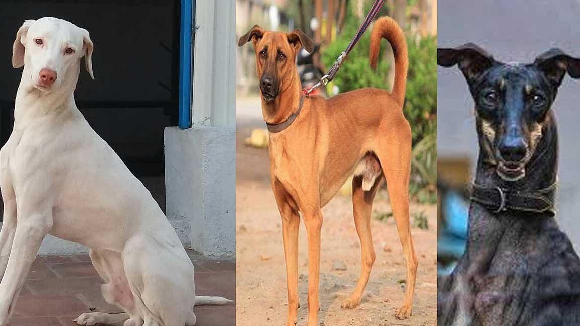 International dog day Tamilnadu country dog verities special story ...