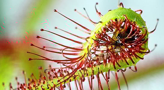 Plants that eat insects