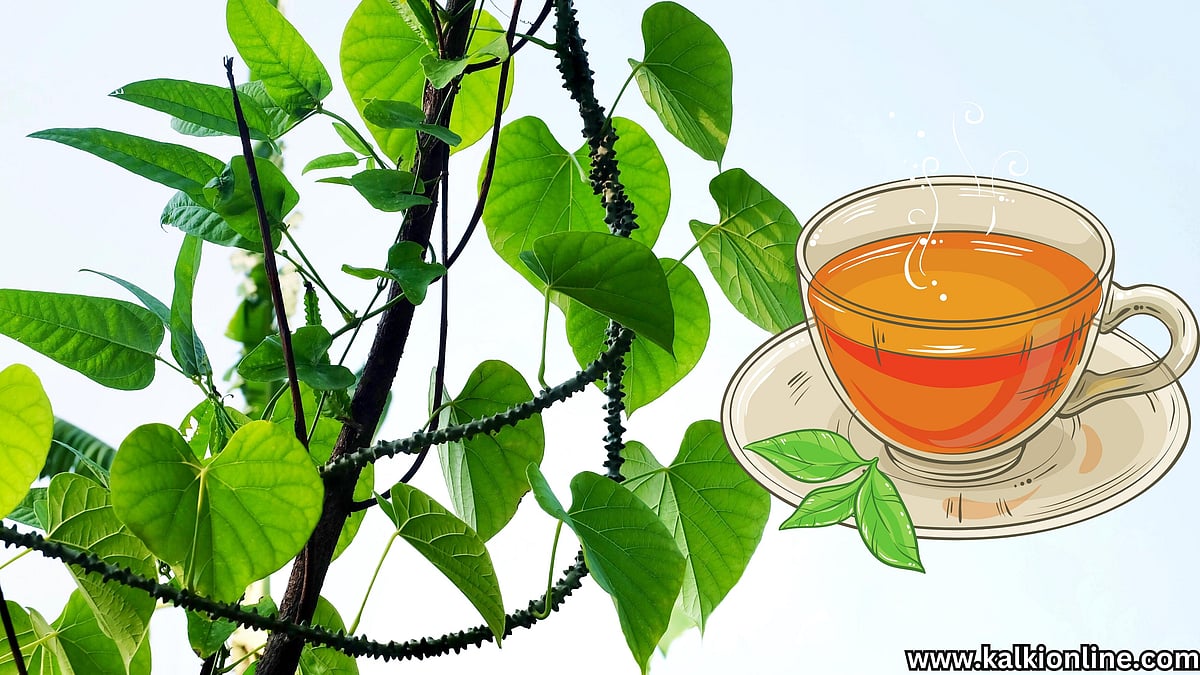 what are the benefits of giloy tea