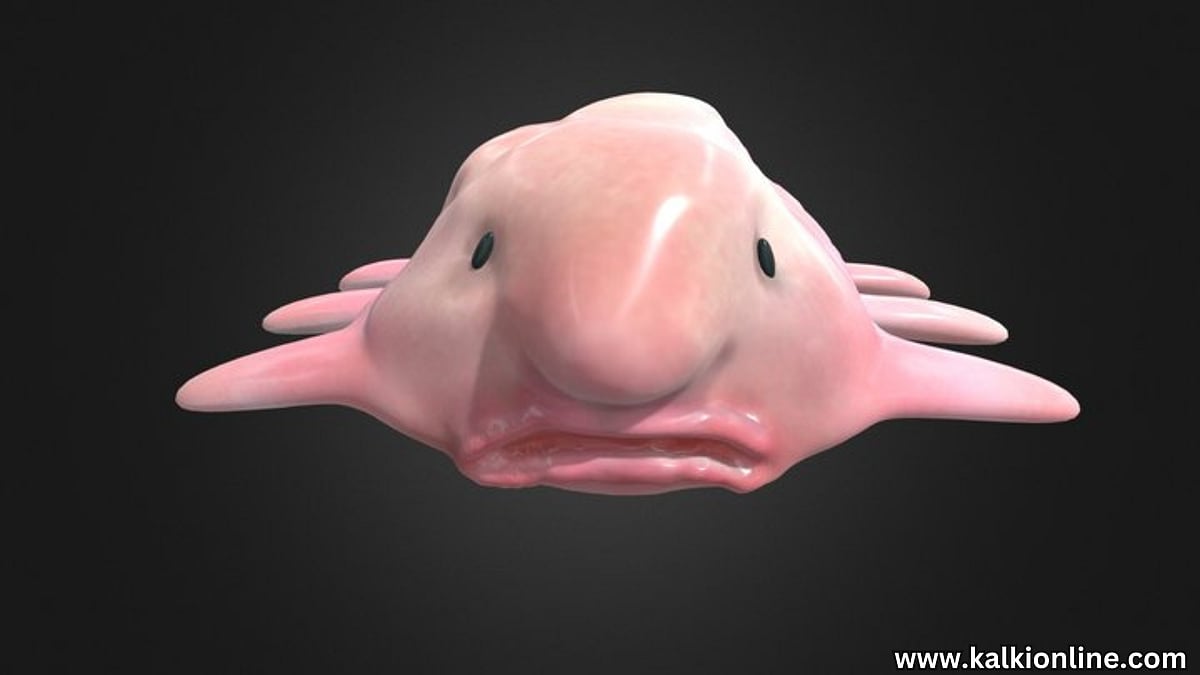 The blob fish. An unusual creature