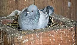 What happens when pigeons build a nest in a house? What does Vaastu mean?