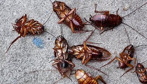 Four ways to get rid of cockroaches
