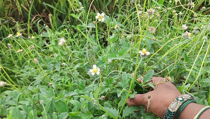 Thatha flower plant that heals cuts Injuries