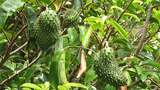 Do you know the medicinal properties of Sita fruit that cures cancer?