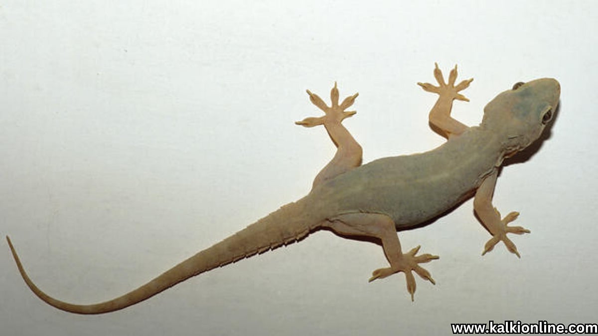 The lizard effect that will change your life