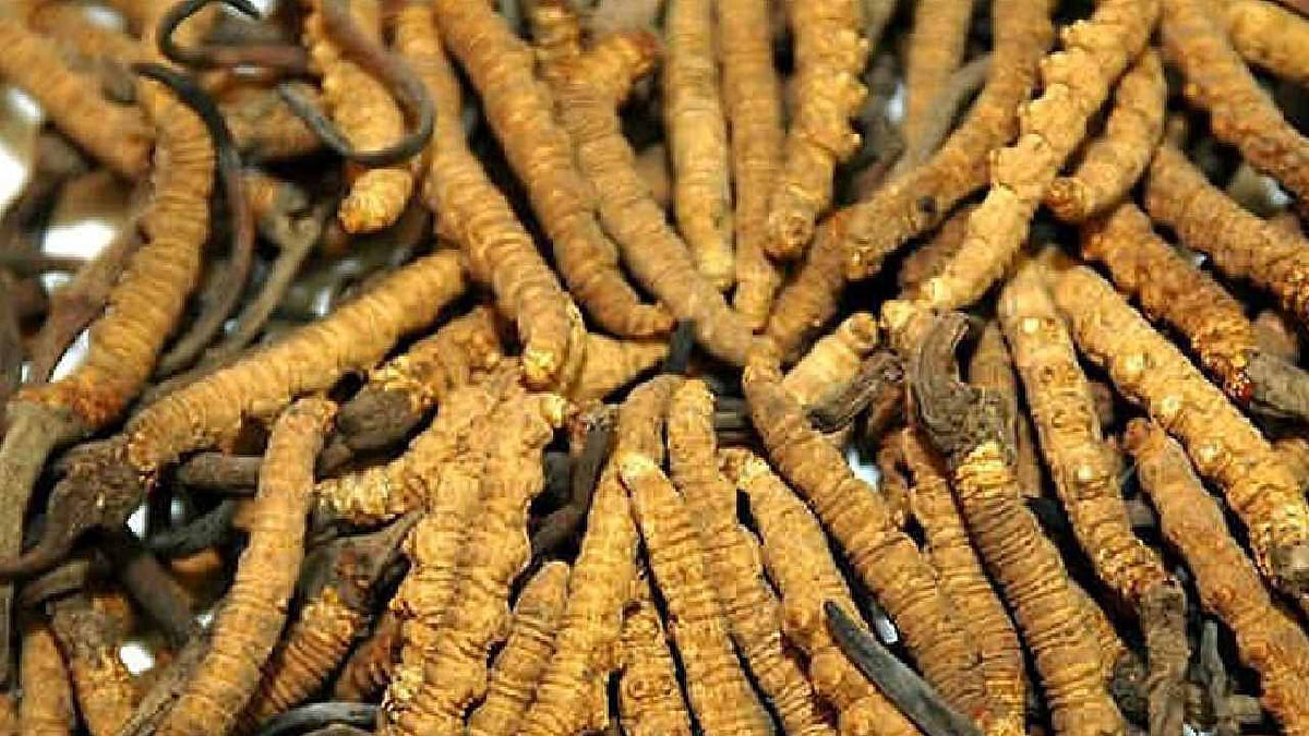 Do you know where the world's most expensive herb grows?