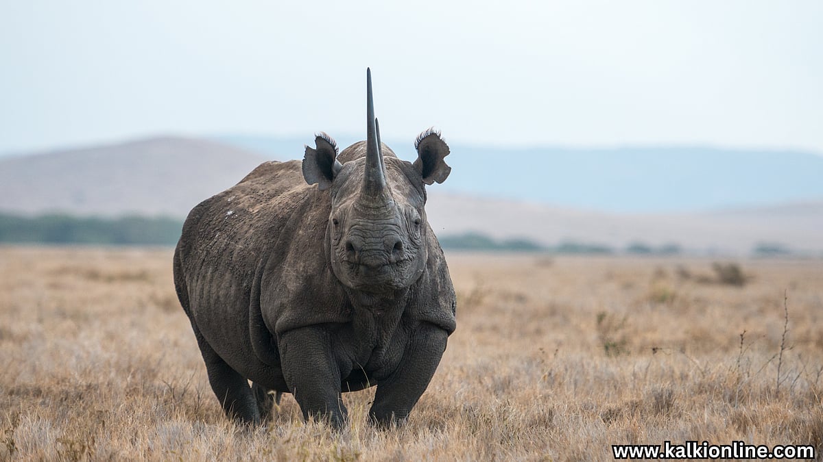 Rhinoceros is considered as a wonder of nature