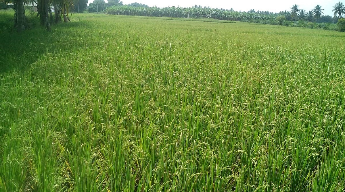Incentives for farmers to conserve traditional rice seed