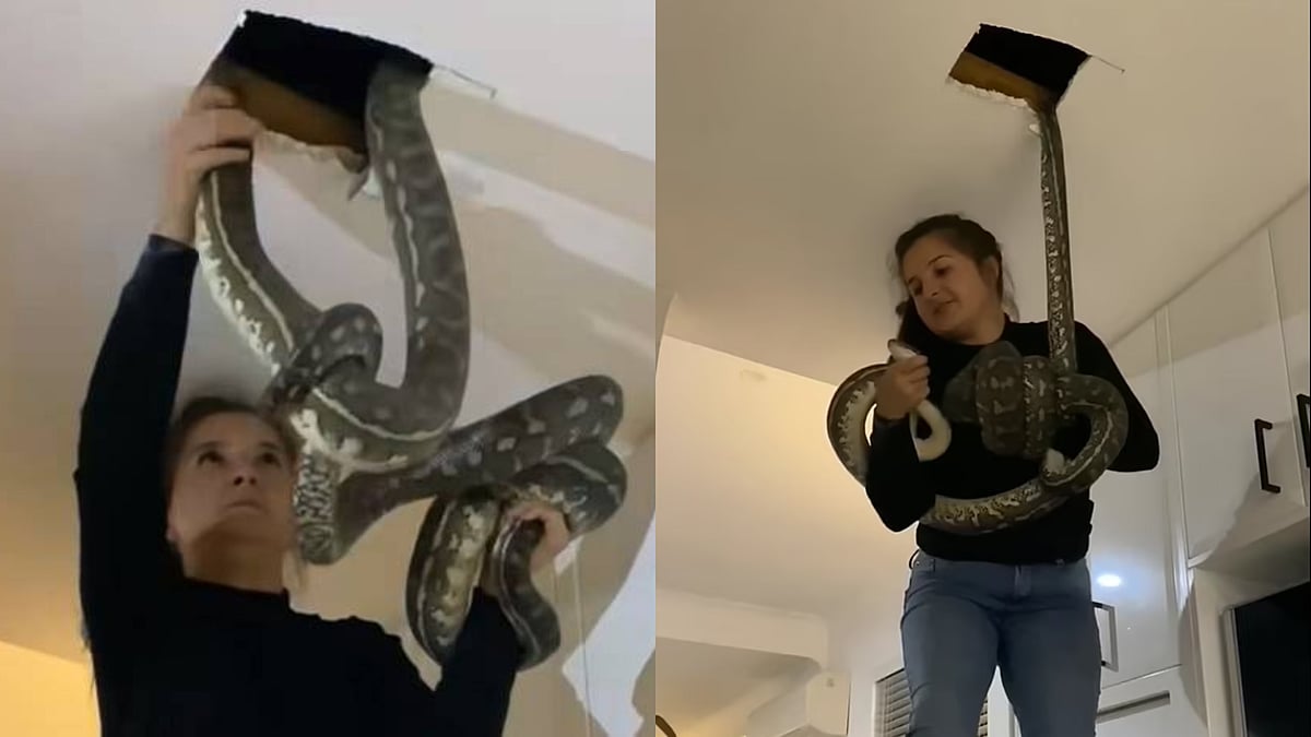 Australian women caught Pythons on the roof of the house