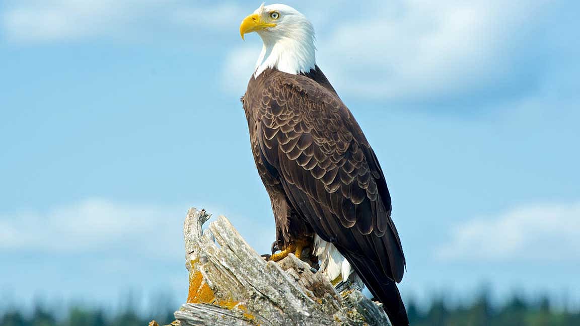 Key Traits to Learn from an Eagle 5