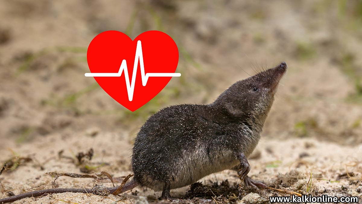 Creature whose heart beats 1500 times per minute