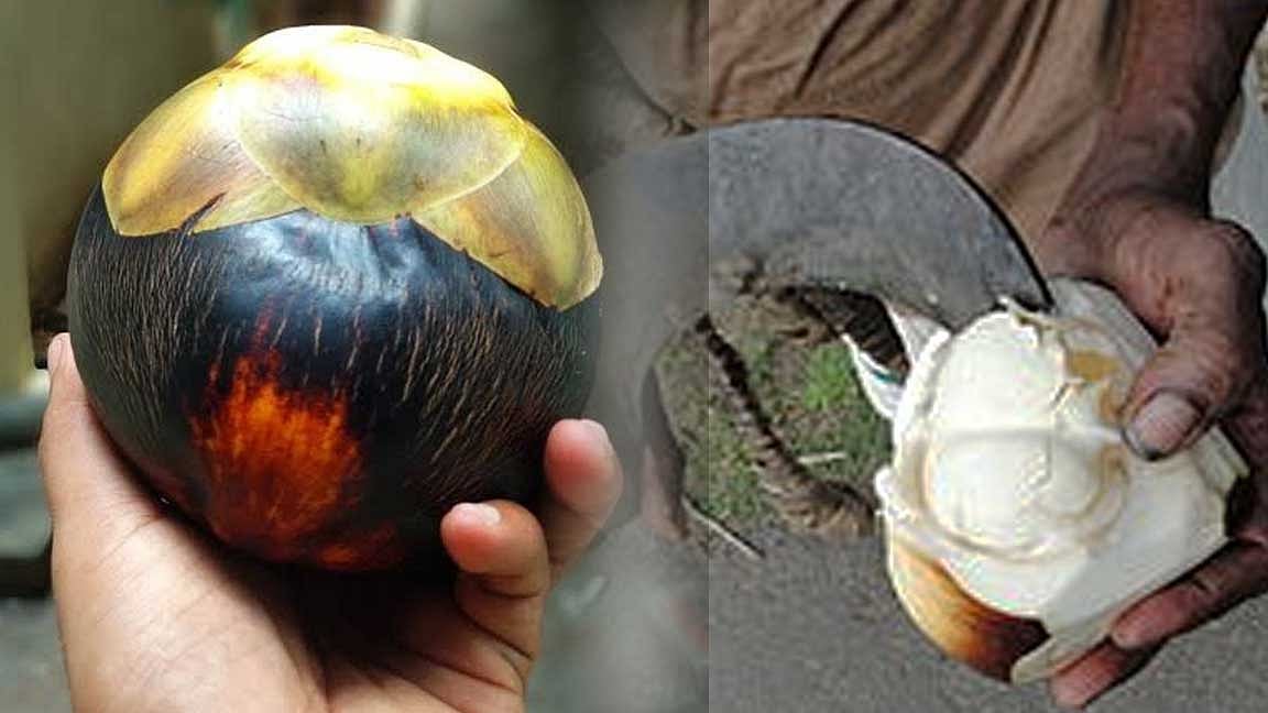 Panam fruit that gives many benefits