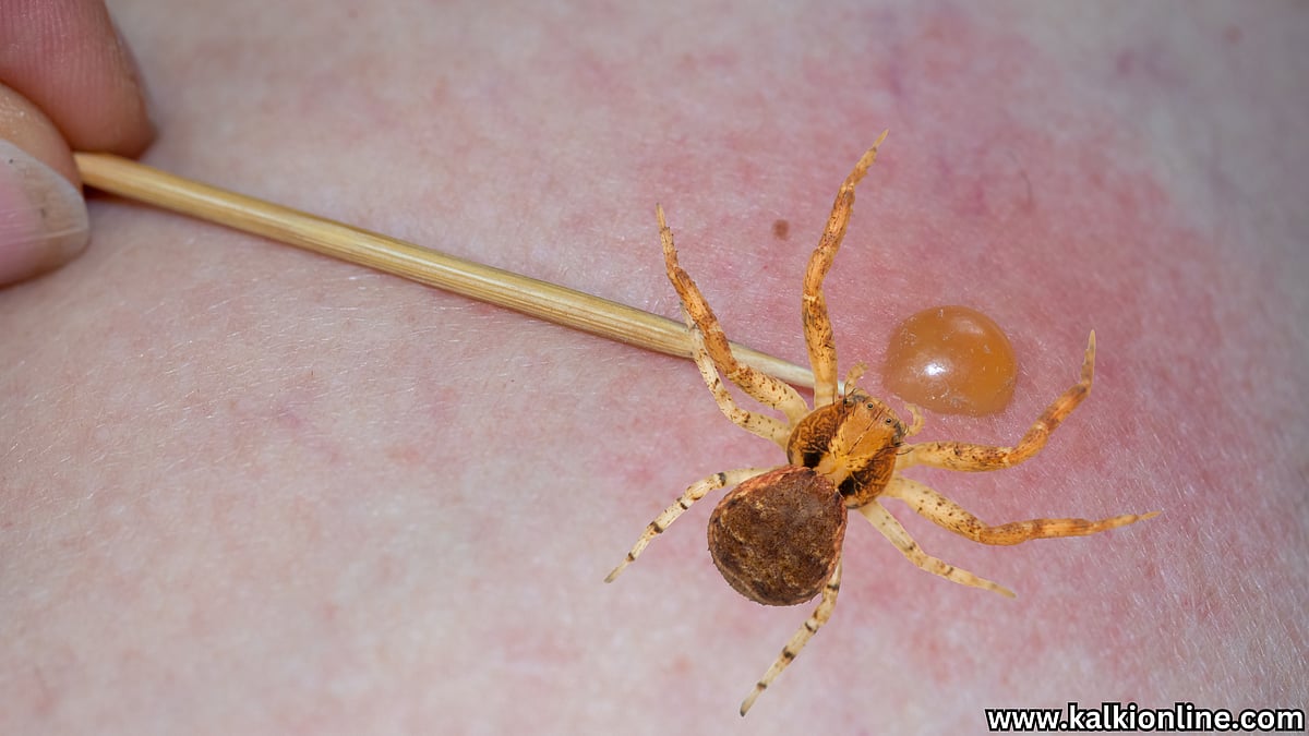 Danger of Spider Sting easy care