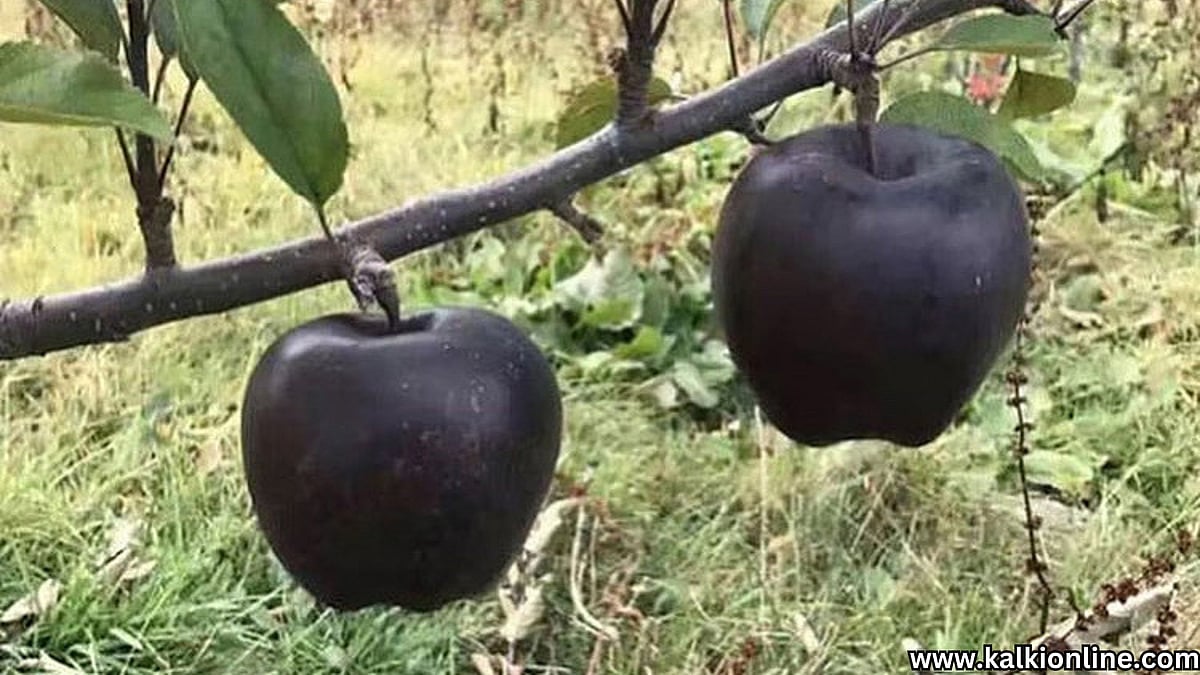 Rare black diamond apple