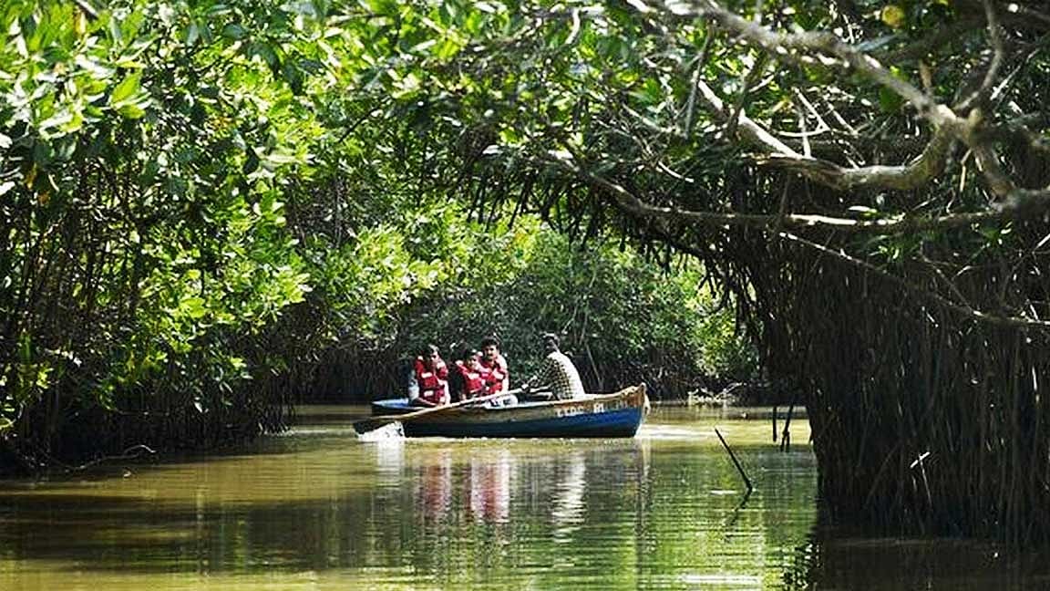 Beautiful Pichavaram Boat Trip...