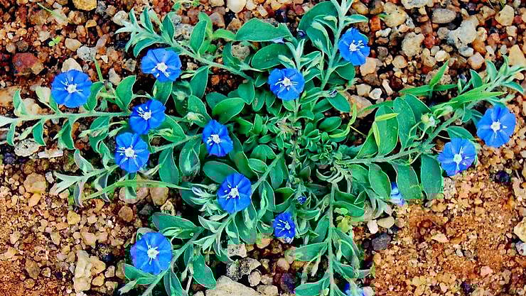 Kaariya Vetri tharum vellai vishnu kiranthi ver Thayathu காரிய வெற்றி ...