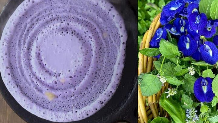 Have you eaten healthy purple colored dosa? ஆரோக்கியம் தரும் ஊதா கலர் ...