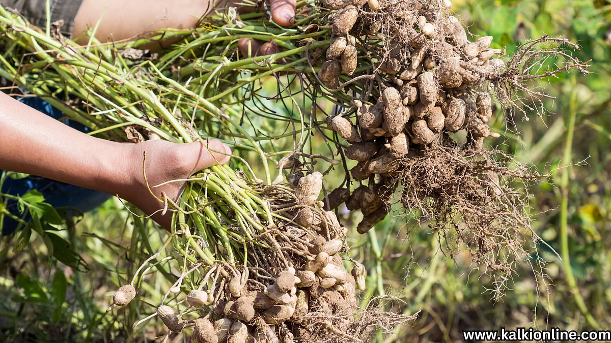 How to preserve nutrients in peanuts