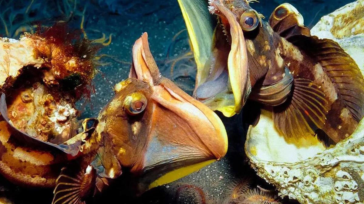 Sarcastic Fringehead Fish: பார்க்கத்தான் முரடன், ஆனால் சரியான காமெடி ...