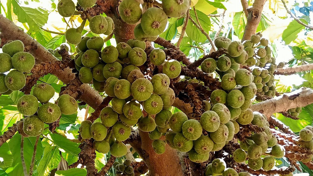 Pengalin Perumpattai Pokkum athie பெண்களின் பெரும்பாட்டை போக்கும் அத்தி!