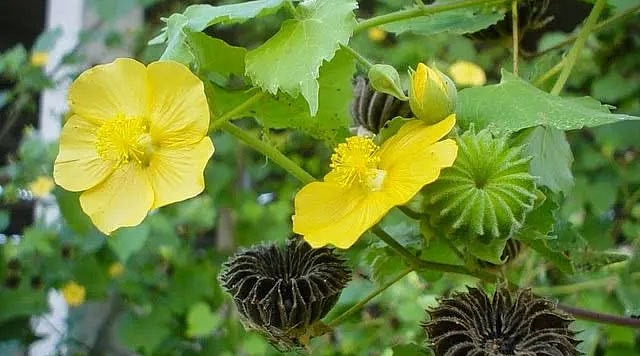 Health Benefits of Thuthi Keerai நோய்களைத் துரத்தும் துத்திக் கீரை!