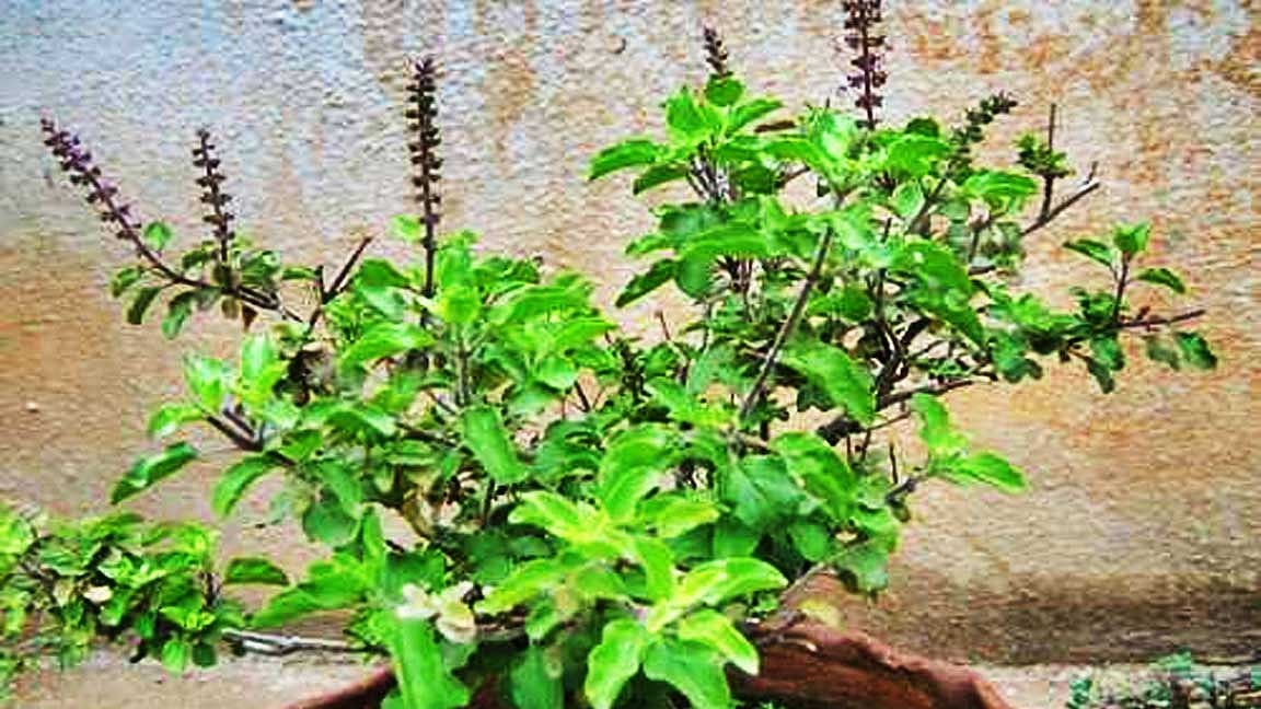 Tulsi solves the problem of gray hair... do you know how?