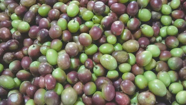 Do you know what happens to the body if you eat Kalakaai கலாக்காய் ...