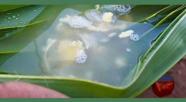 Do you know the benefits of drinking Pathaneer? பதநீர் குடிப்பதால் ...