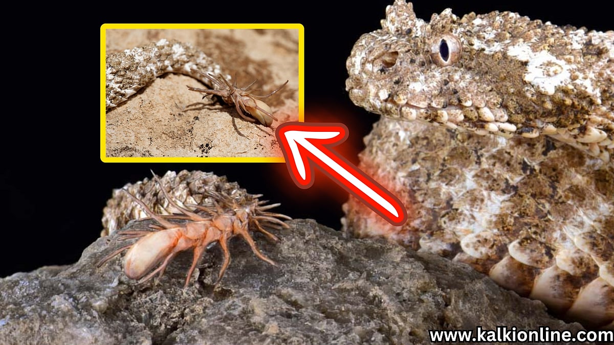 Spider-Tailed Horned Viper: எப்போதும் ஒன்றாகவே இருக்கும் சிலந்தியும் ...