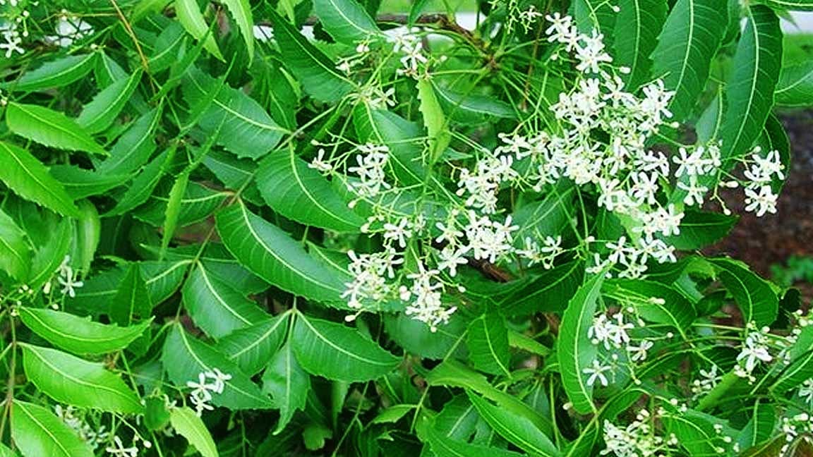 Health + Beauty Benefits of Neem Flower!